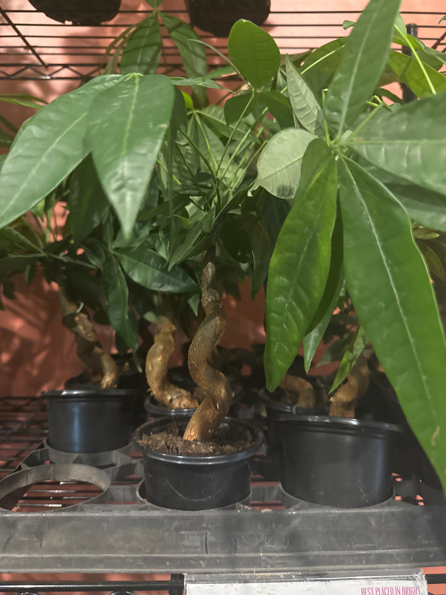 Pachira Aquatica - Money Tree Braid Suessy – Crazy Plant Bae