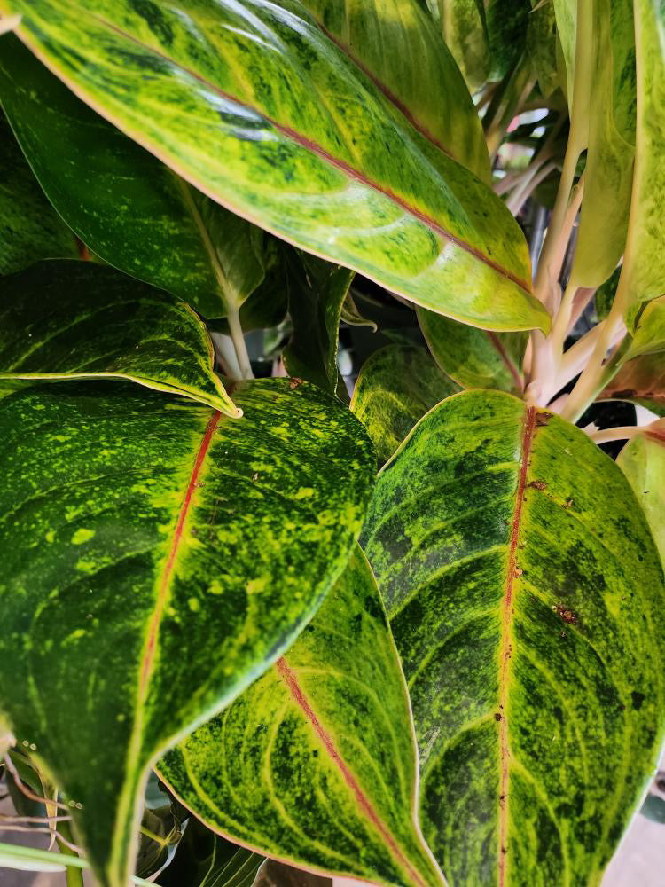 Green Papaya - Chinese Evergreen – Crazy Plant Bae