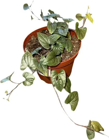 Piper Silver Flecks – Crazy Plant Bae