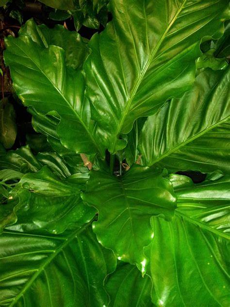 Anthurium Ruffles – Crazy Plant Bae