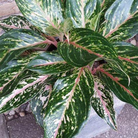 Sparkling Sarah - Chinese Evergreen – Crazy Plant Bae