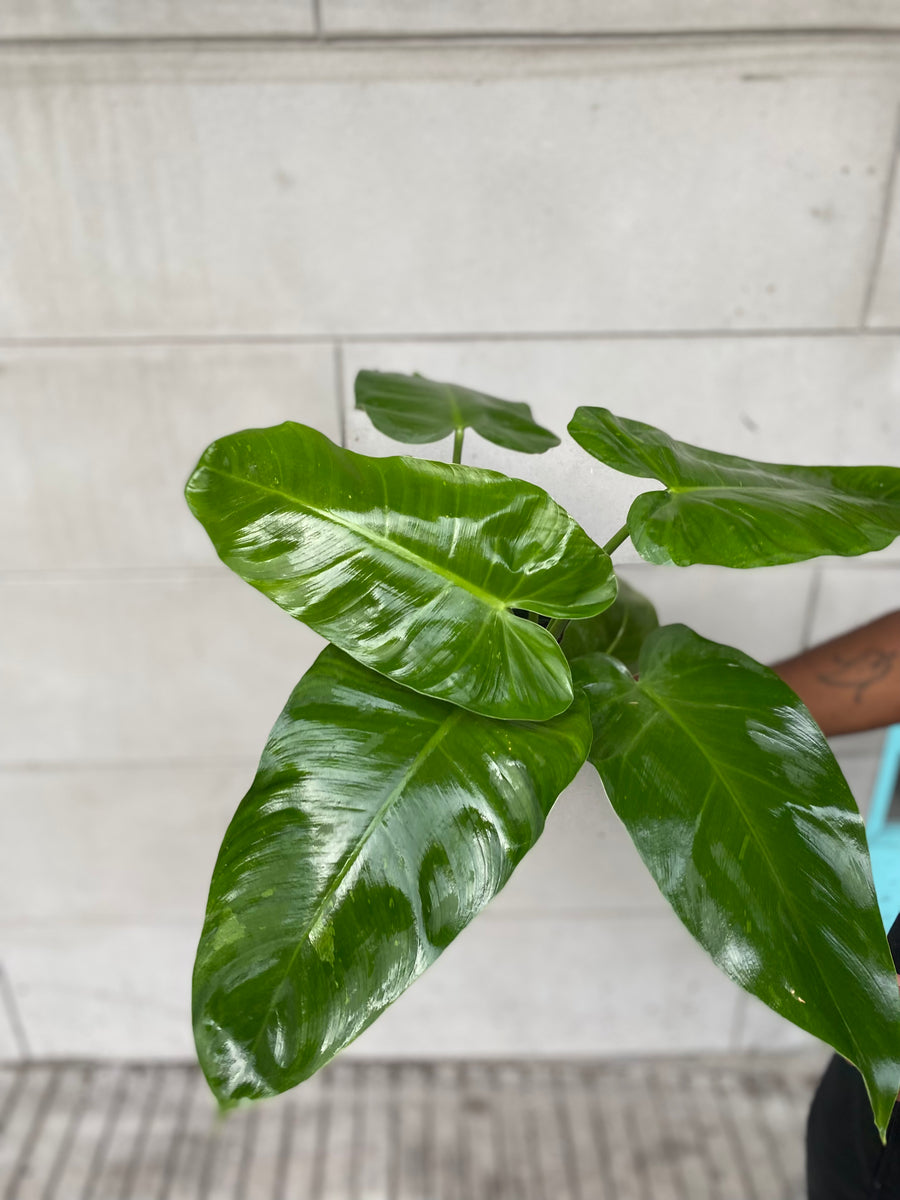 Jose Bueno – Crazy Plant Bae