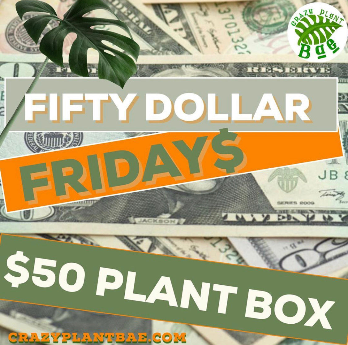 Fifty Dollar Fridays – Crazy Plant Bae