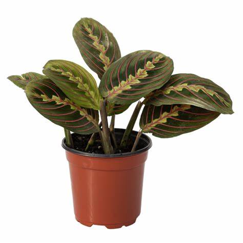 Red Maranta Fishbone Prayer Plant – Crazy Plant Bae